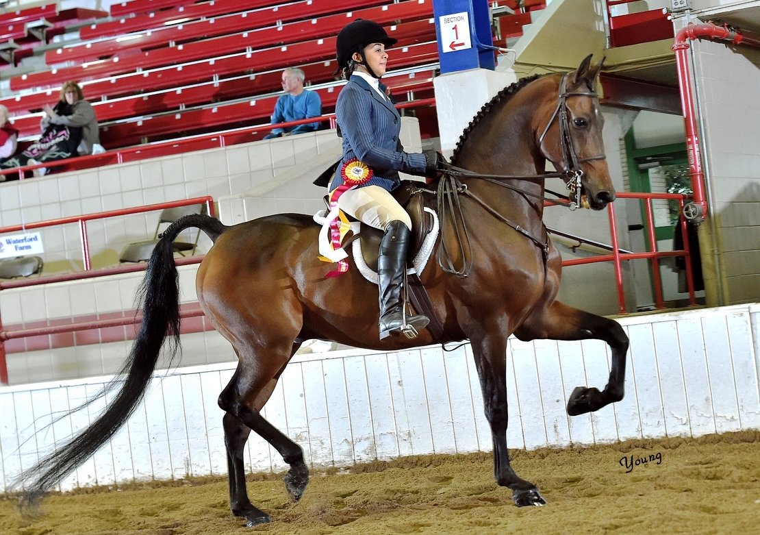 Lex Baxter NY Morgan 2014 » Rolling Oaks Morgans