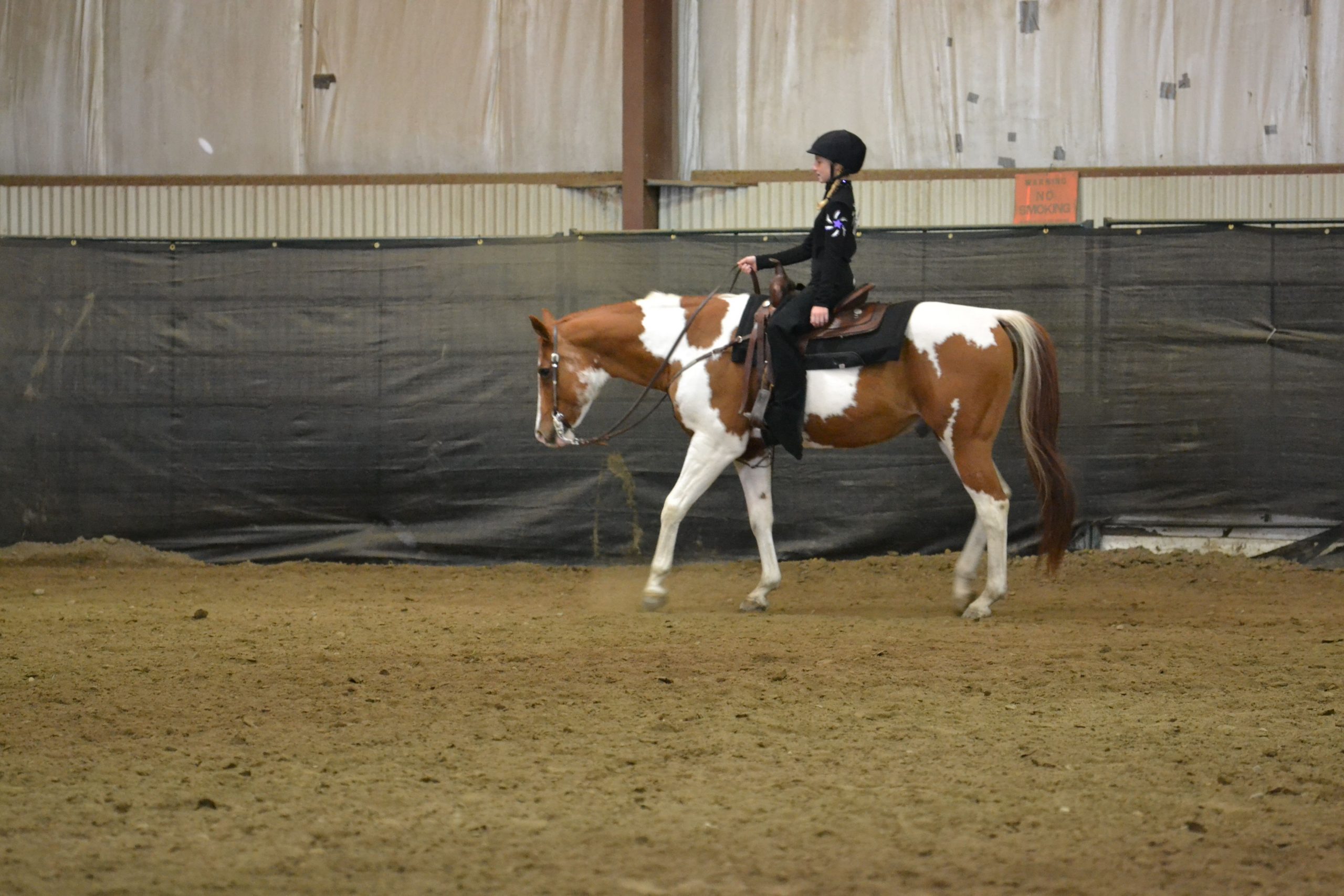 Otis » Rolling Oaks Morgans